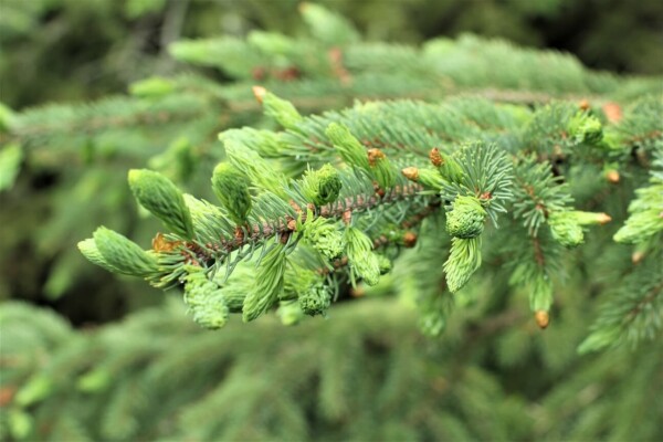 Spruce Tip Liqueur and Spruce Tip Cocktails | Kitchen Frau