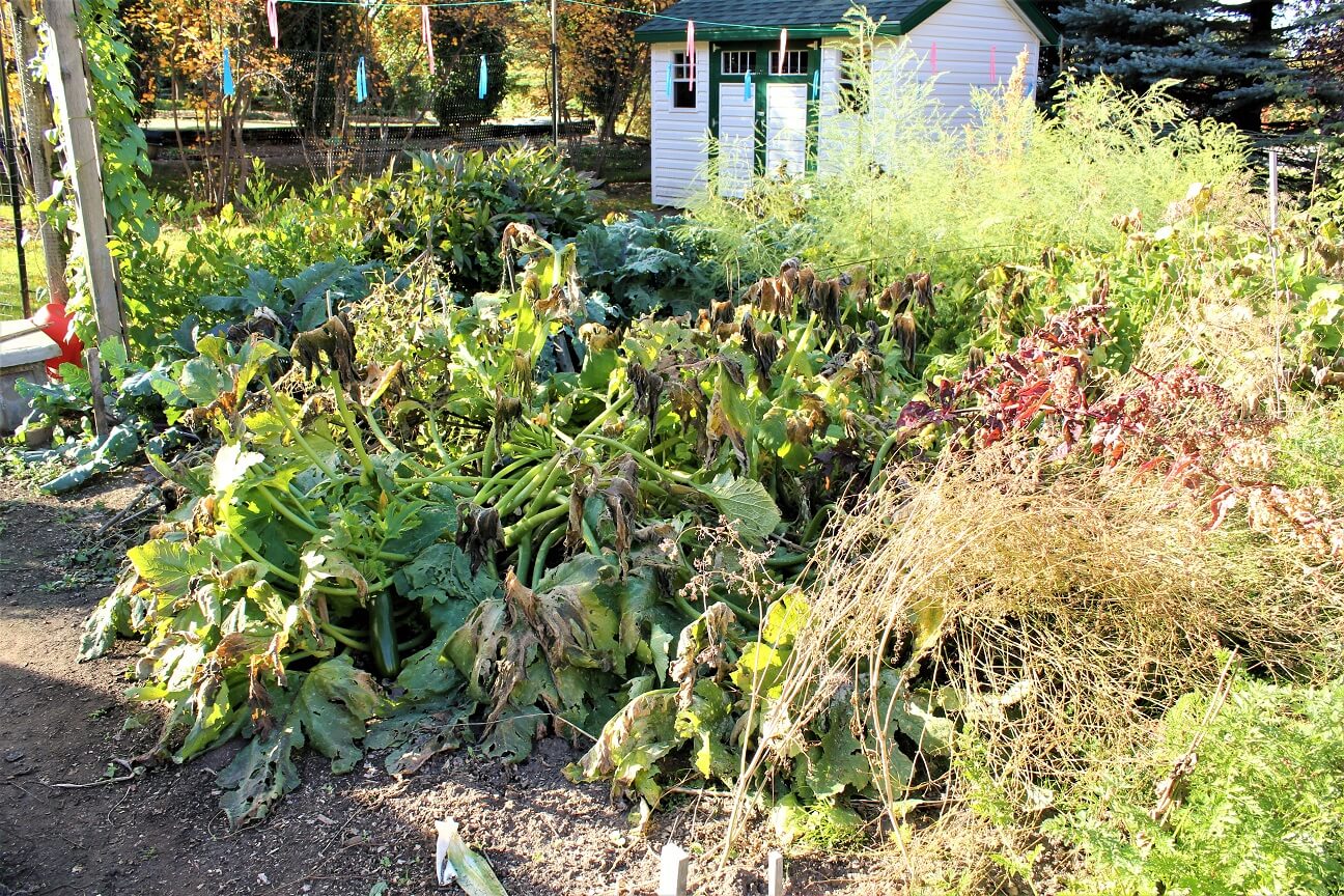 Pickle Relish Made with Overripe Cucumbers | Kitchen Frau